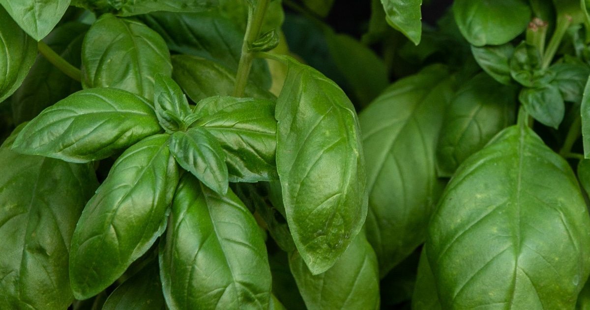 How to Preserve Fresh Basil Recipe - An Italian in my Kitchen
